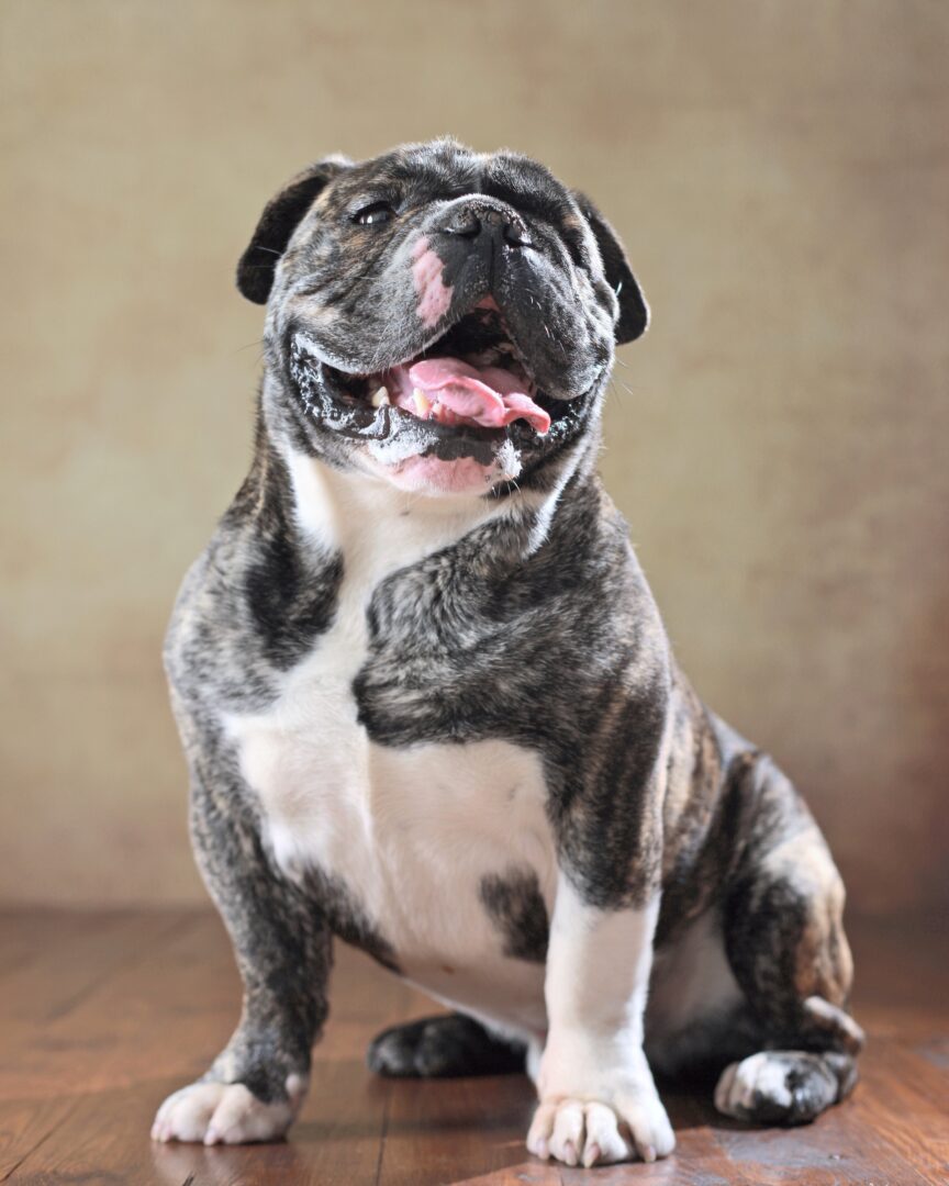 French Bulldog Mixes: 38 Adorable Frenchie Crossbreeds!
