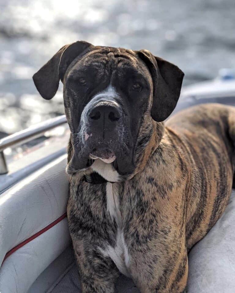 Great Dane Mixes: 43 Extra-Large Crossbreeds! (With Pictures)