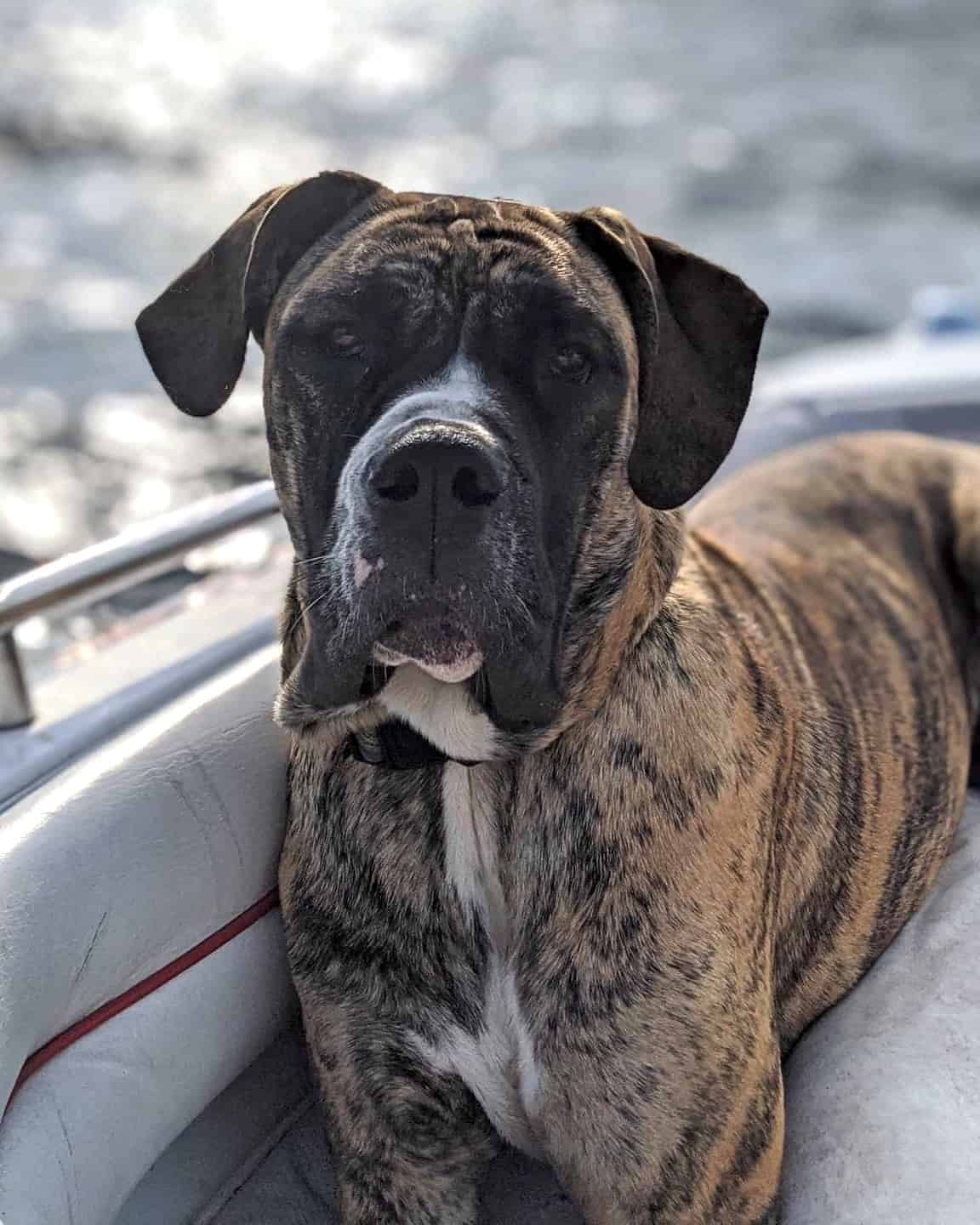 Great Dane Mixes: 43 Extra-Large Crossbreeds! (With Pictures)