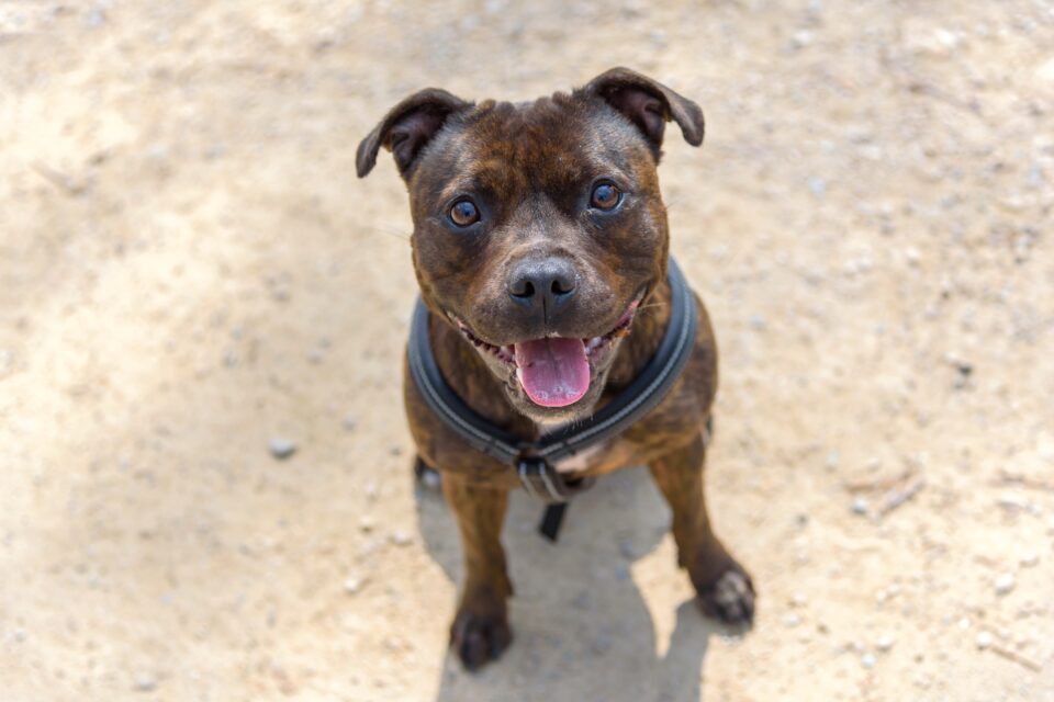 English Bulldog Mixes: 36 Adorable Crossbreeds (With Pictures)