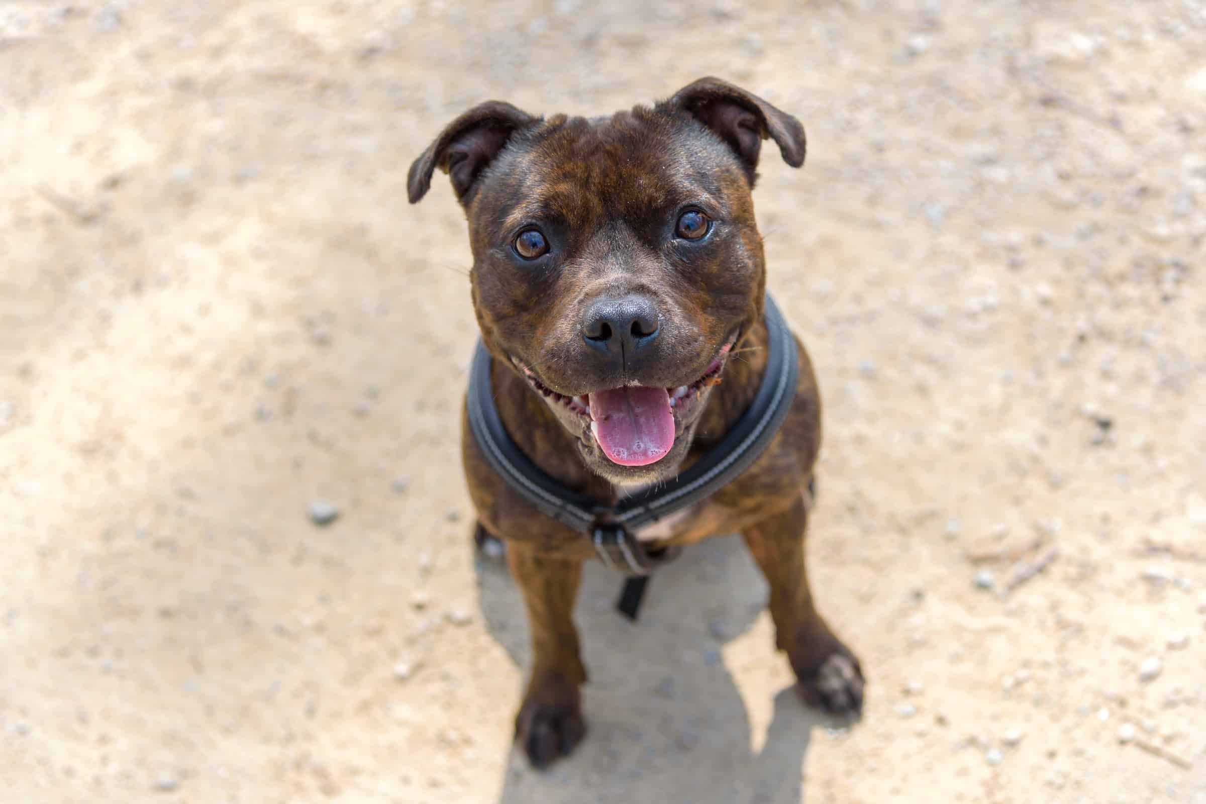 English Bulldog Greyhound Mix