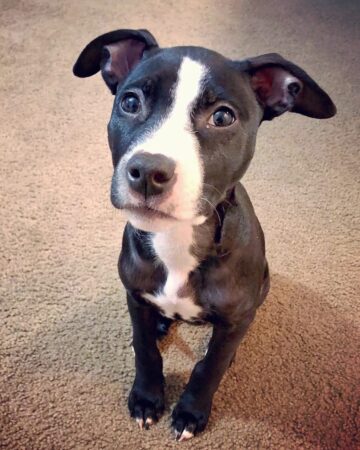 English Bulldog Mixes: 36 Adorable Crossbreeds (With Pictures)