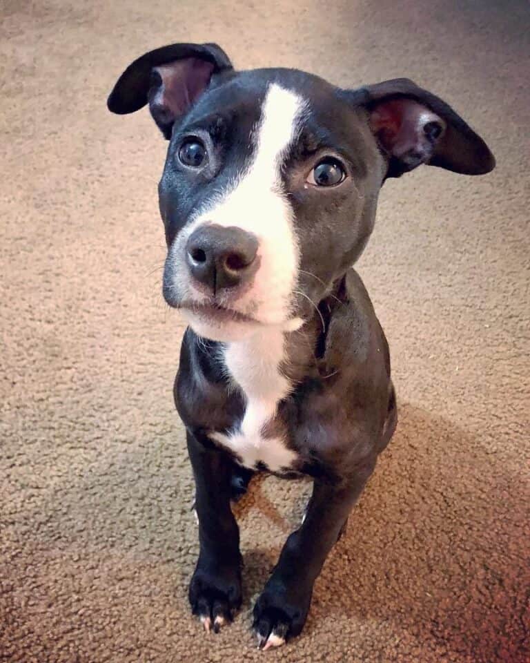 English Bulldog Mixes: 36 Adorable Crossbreeds (With Pictures)