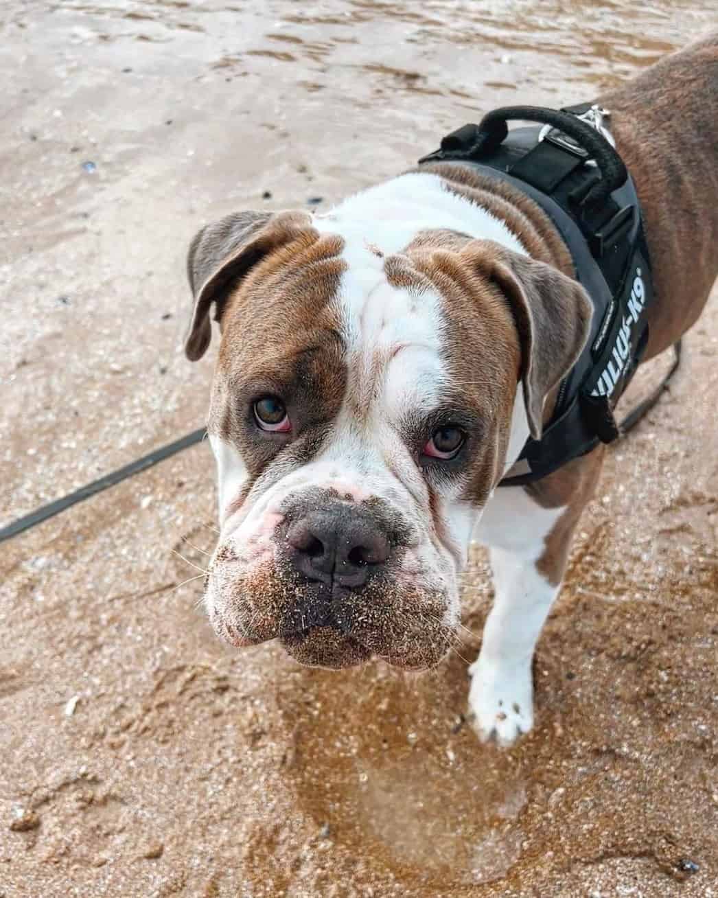 English Bulldog Mixes: 36 Adorable Crossbreeds (With Pictures)
