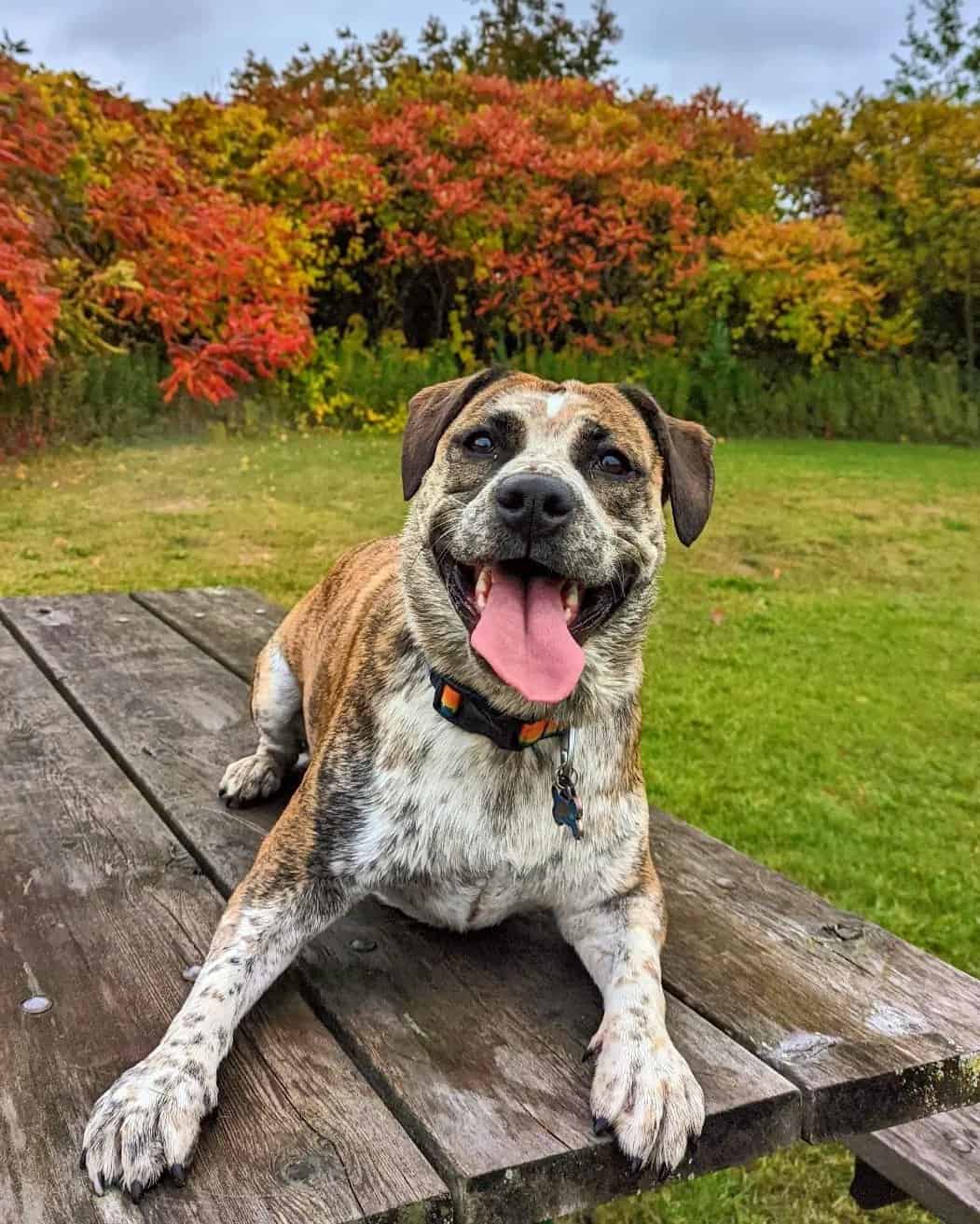 English Bulldog Mixes: 36 Adorable Crossbreeds (With Pictures)