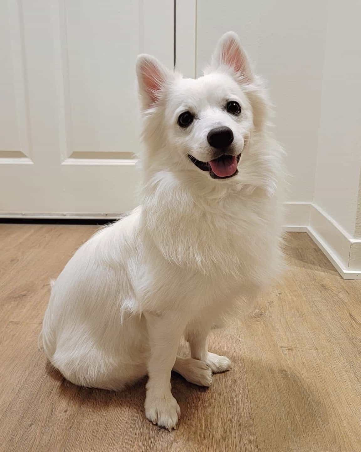 Chihuahua Mixes: 53 Cutest Crossbreeds You'll Want to Adopt!