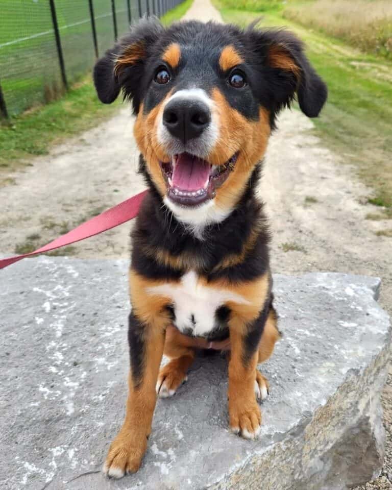 German Shepherd Mixes: 40 Gorgeous GSD Crossbreeds!