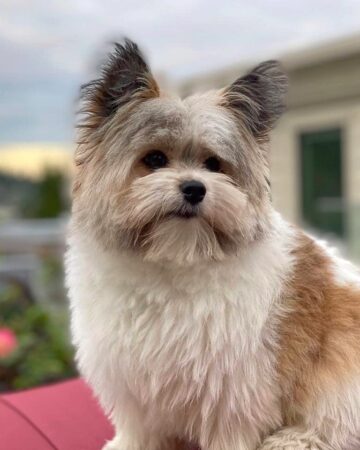 Pomeranian Mixes: 45 Adorable Crossbreeds (With Pictures!)