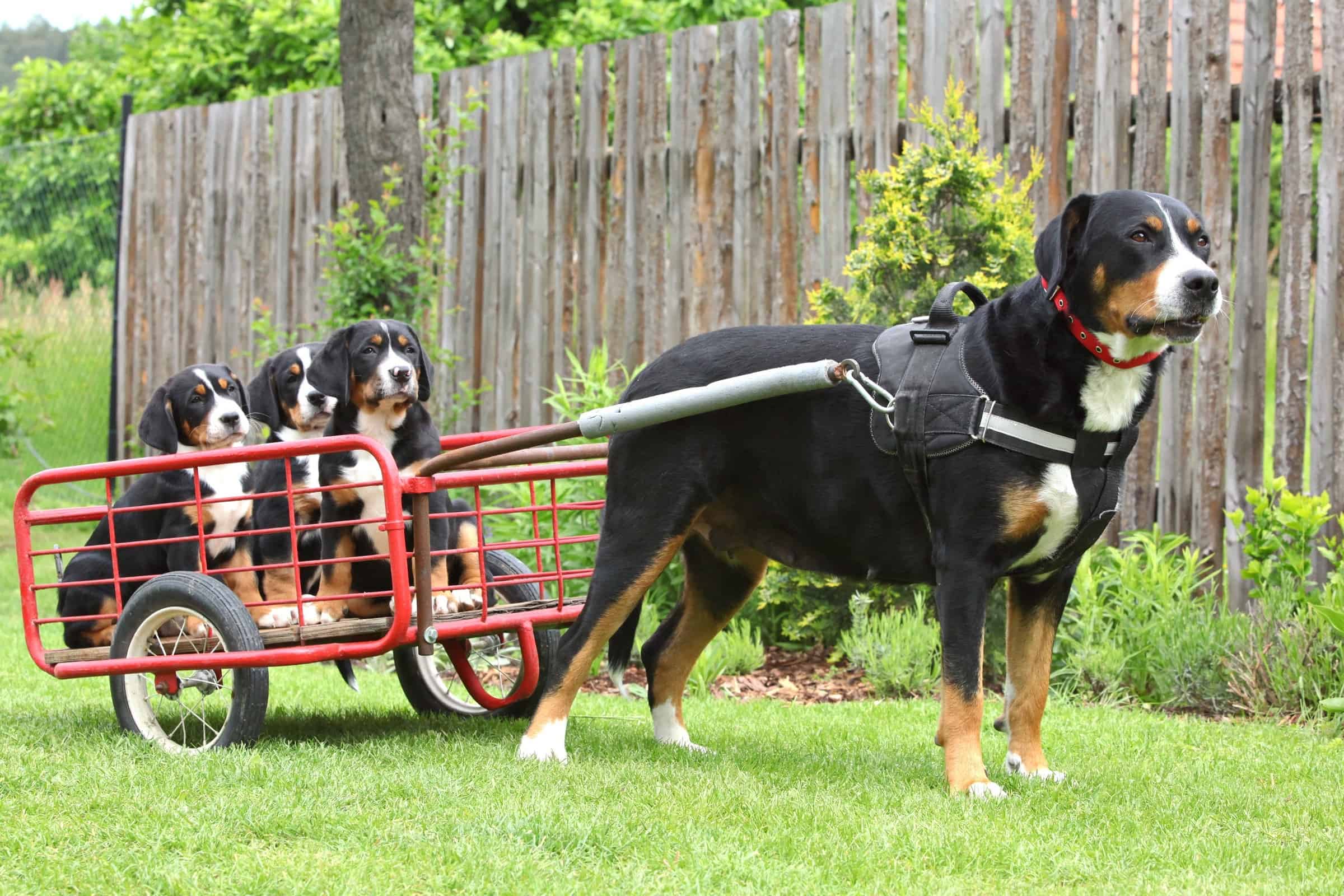 41 Tricolor Dog Breeds: Black, Brown & White (With Pictures!)