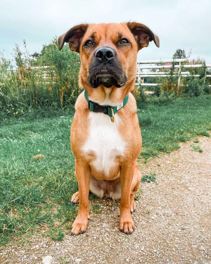 French Bulldog Mixes: 38 Adorable Frenchie Crossbreeds!