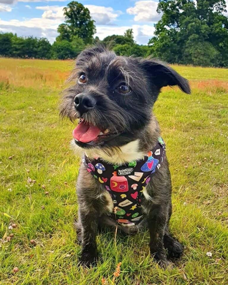 Poodle Mixes: 61 Different Doodle Mixed Breeds (With Pictures)