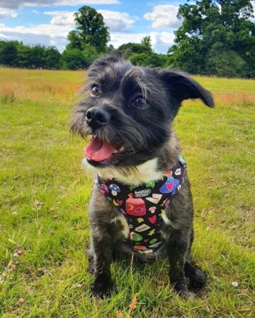 French Bulldog Mixes: 38 Adorable Frenchie Crossbreeds!