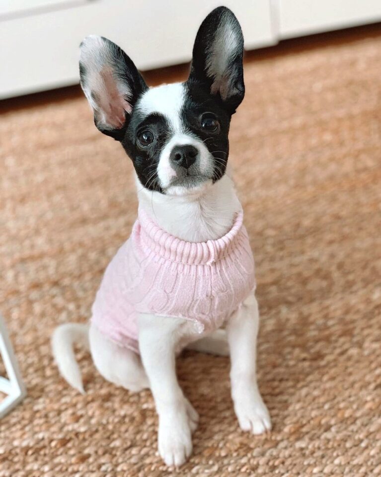 French Bulldog Mixes: 38 Adorable Frenchie Crossbreeds!