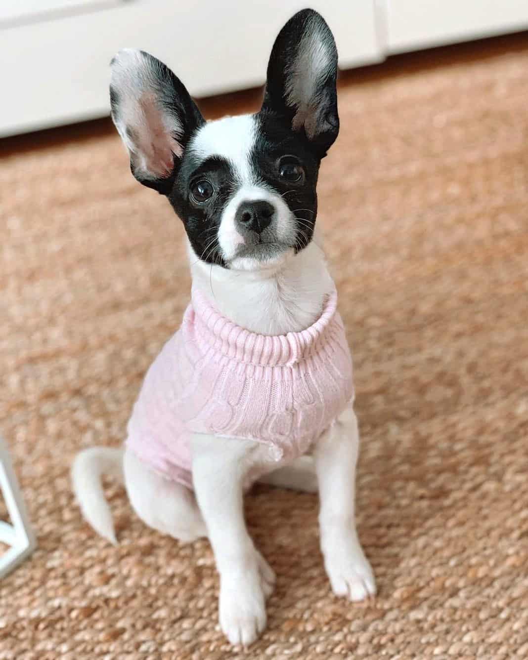 French Bulldog Mixes: 38 Adorable Frenchie Crossbreeds!