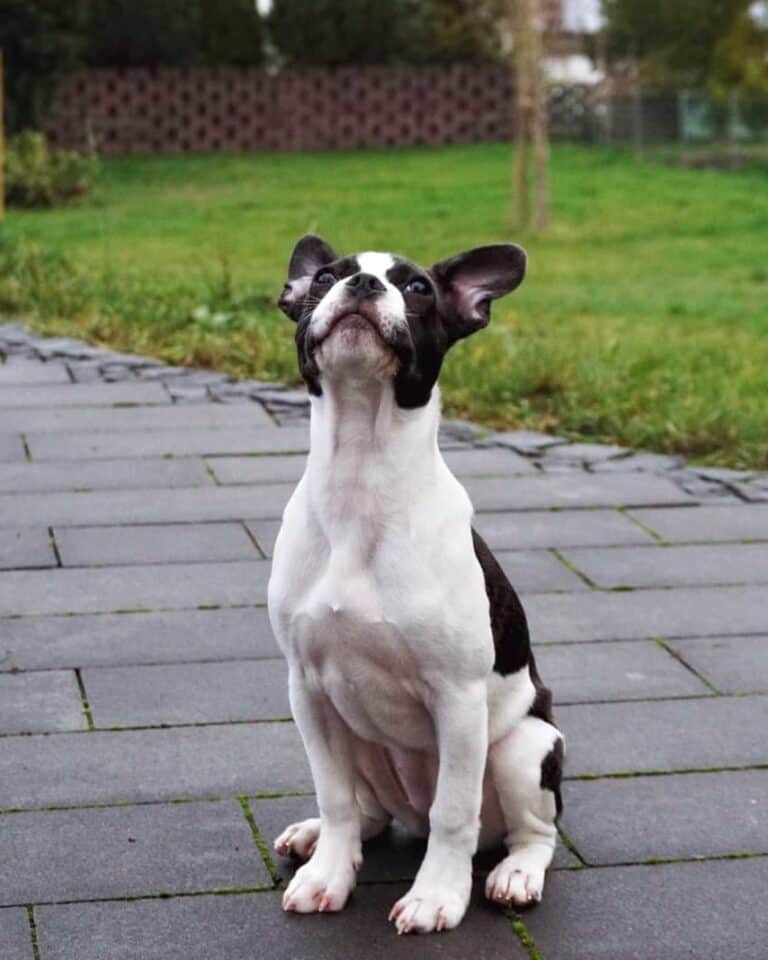 French Bulldog Mixes: 38 Adorable Frenchie Crossbreeds!