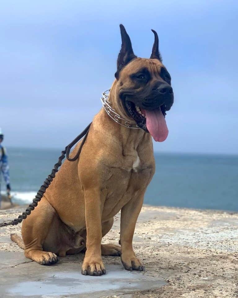 French Bulldog Mixes: 38 Adorable Frenchie Crossbreeds!