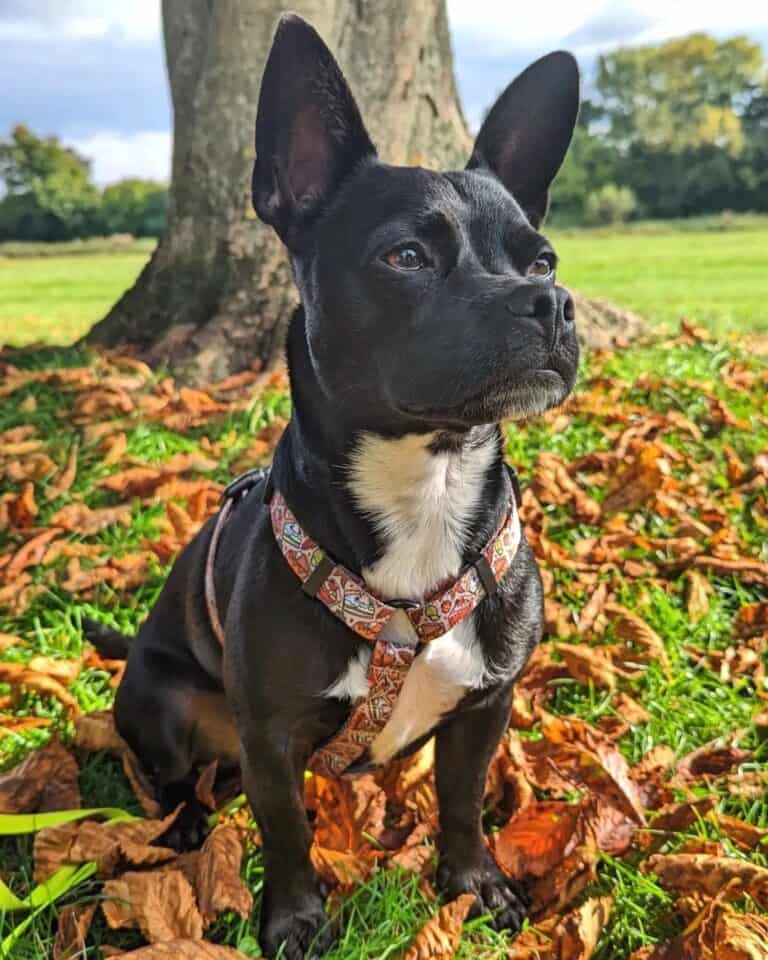 French Bulldog Mixes: 38 Adorable Frenchie Crossbreeds!