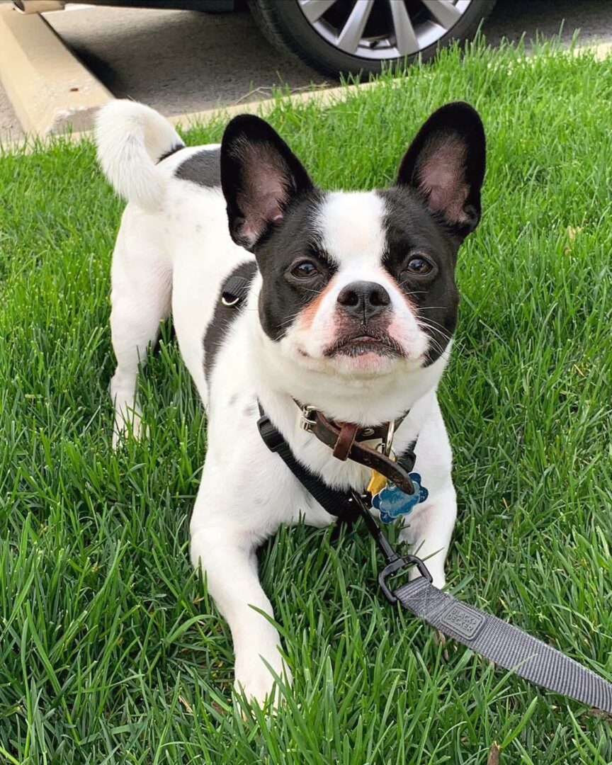 French Bulldog Mixes: 38 Adorable Frenchie Crossbreeds!