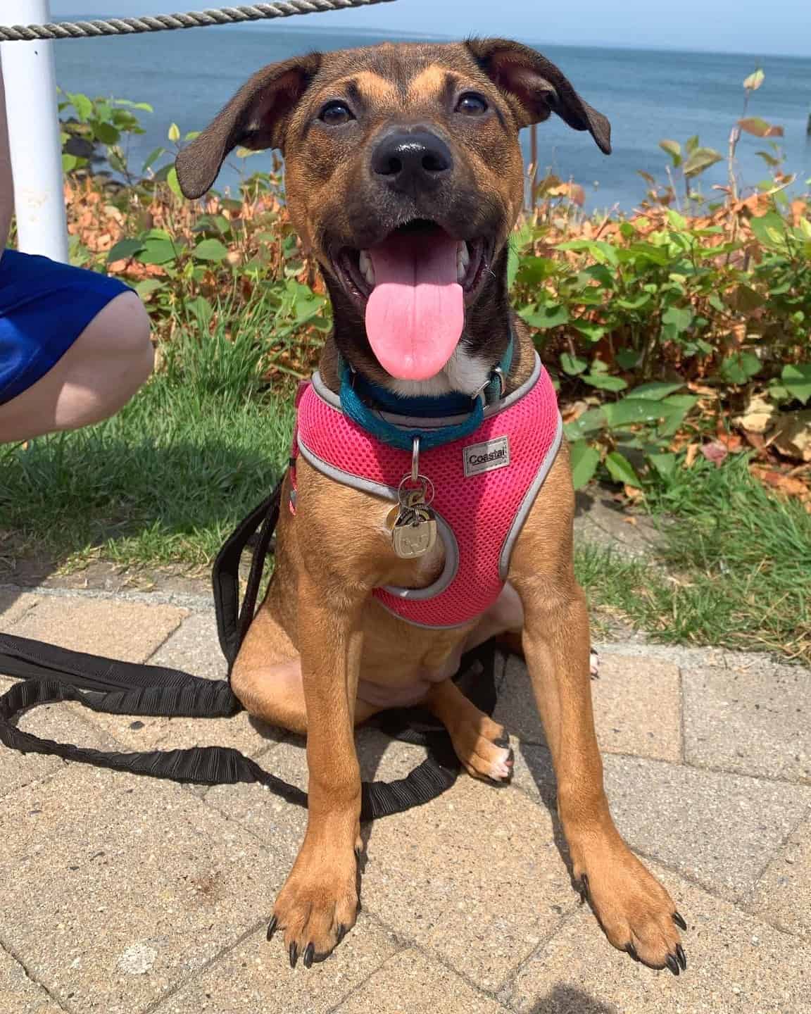 French Bulldog Mixes: 38 Adorable Frenchie Crossbreeds!