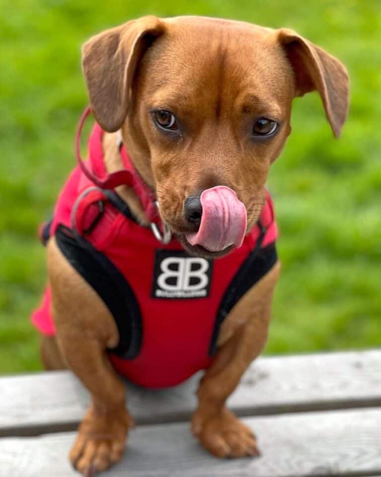 Dachshund Mixes: 46 Adorable Doxie Crossbreeds You'll Love!