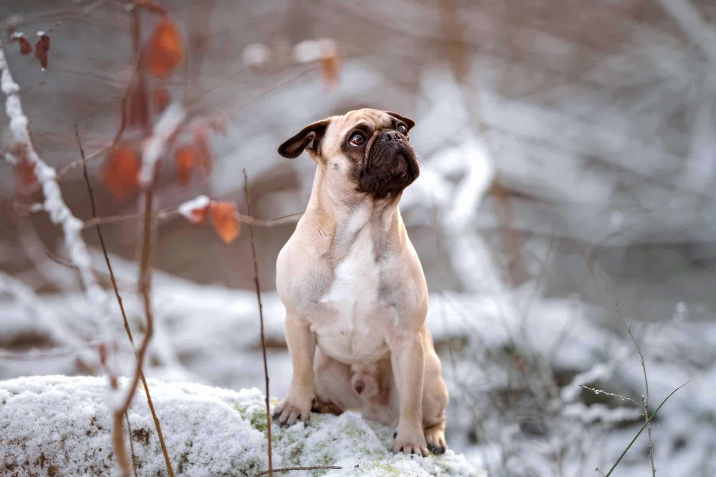 French Bulldog Mixes: 38 Adorable Frenchie Crossbreeds!