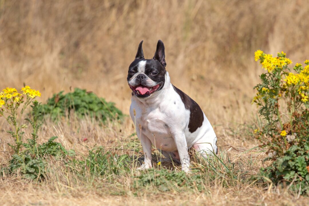French Bulldog Mixes: 38 Adorable Frenchie Crossbreeds!