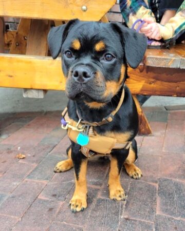 French Bulldog Mixes: 38 Adorable Frenchie Crossbreeds!