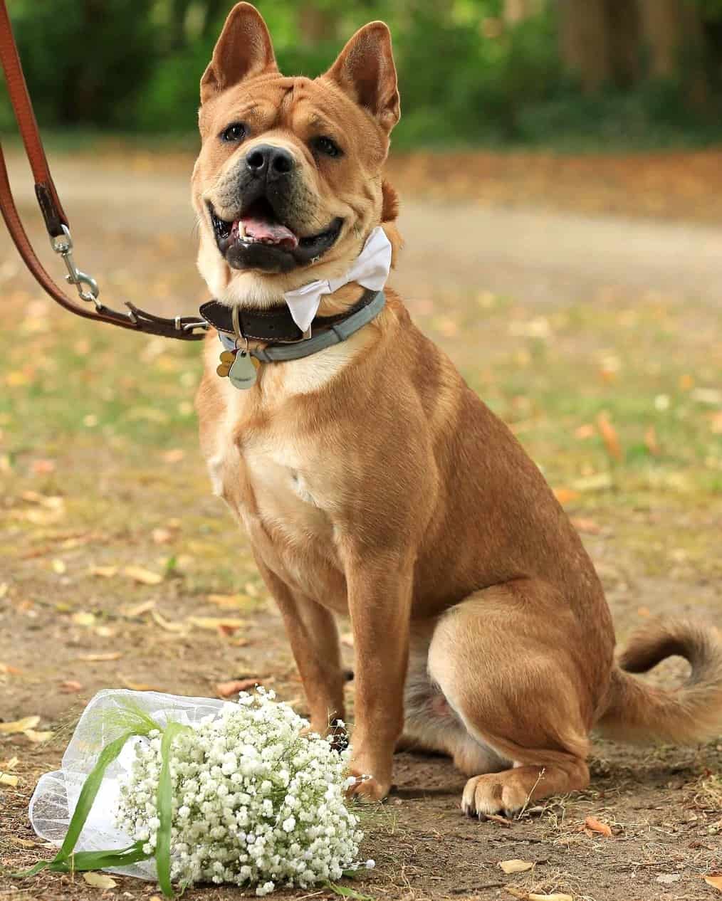 French Bulldog Mixes: 38 Adorable Frenchie Crossbreeds!