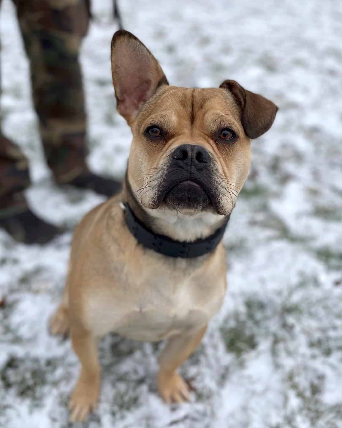 French Bulldog Mixes: 38 Adorable Frenchie Crossbreeds!