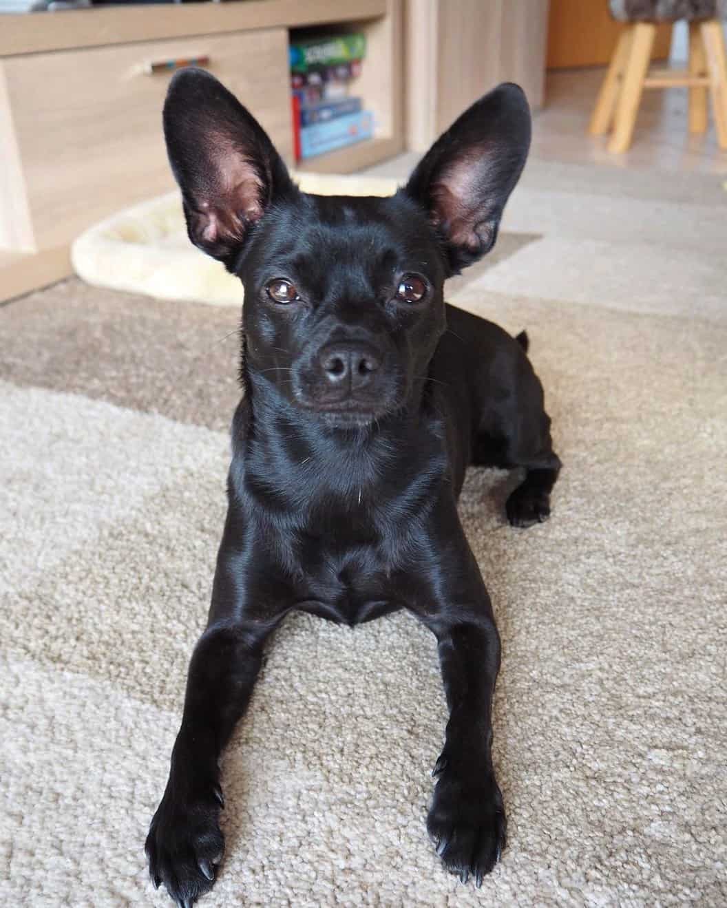 French Bulldog Mixes: 38 Adorable Frenchie Crossbreeds!