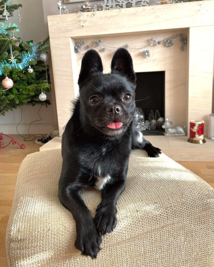 French Bulldog Mixes: 38 Adorable Frenchie Crossbreeds!