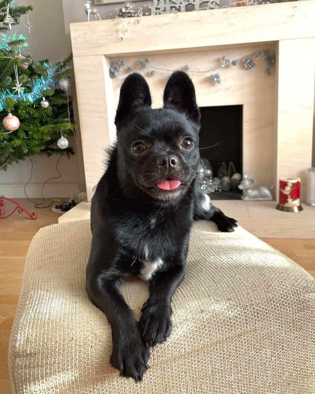 French Bulldog Mixes: 38 Adorable Frenchie Crossbreeds!