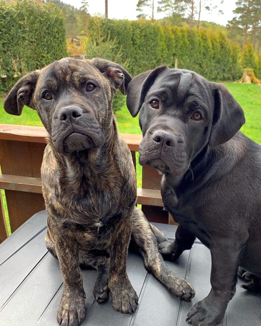 French Bulldog Mixes: 38 Adorable Frenchie Crossbreeds!