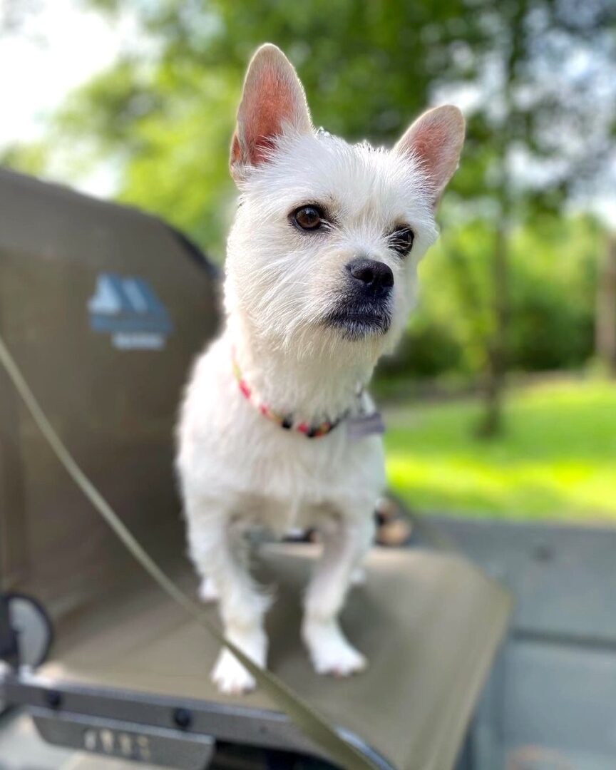 French Bulldog Mixes: 38 Adorable Frenchie Crossbreeds!