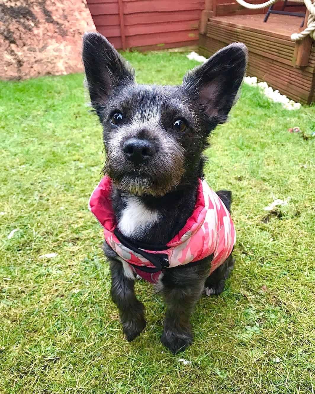 Bichon Frise Mixes: 34 Fluffy Crossbreeds You'll Want to Cuddle