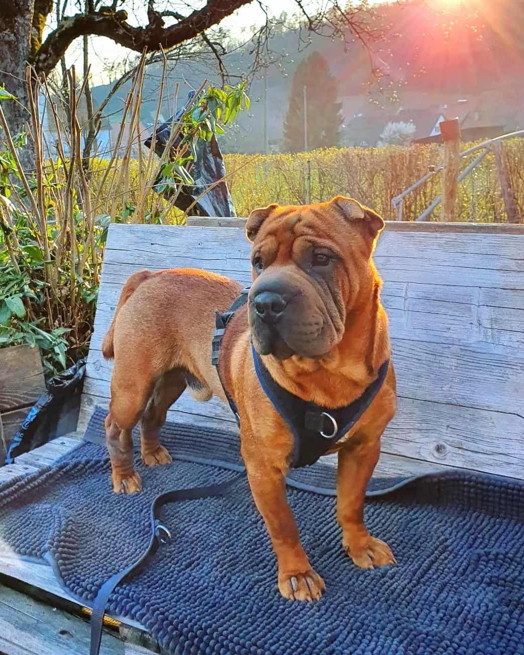 French Bulldog Mixes: 38 Adorable Frenchie Crossbreeds!