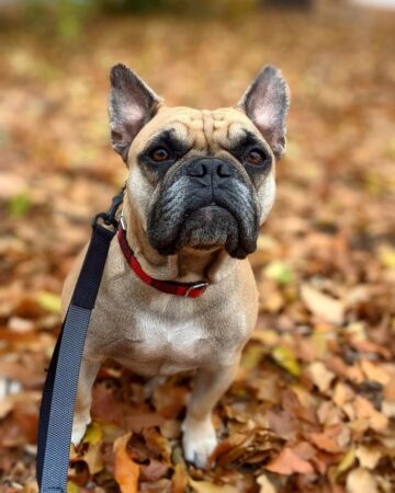 French Bulldog Mixes: 38 Adorable Frenchie Crossbreeds!