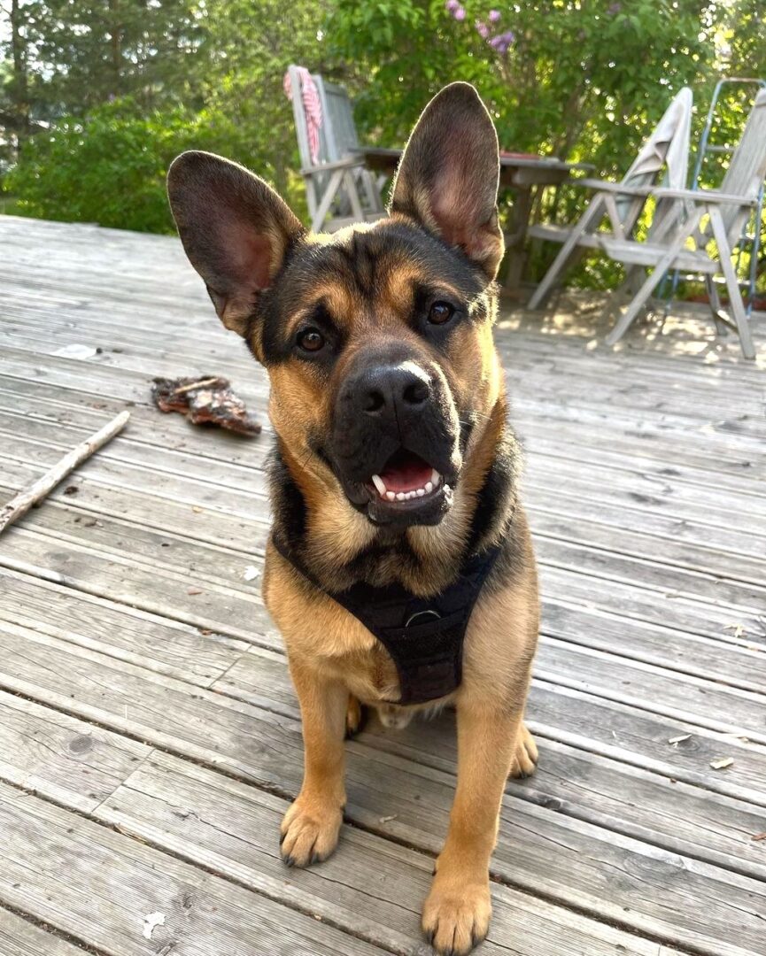 French Bulldog Mixes: 38 Adorable Frenchie Crossbreeds!