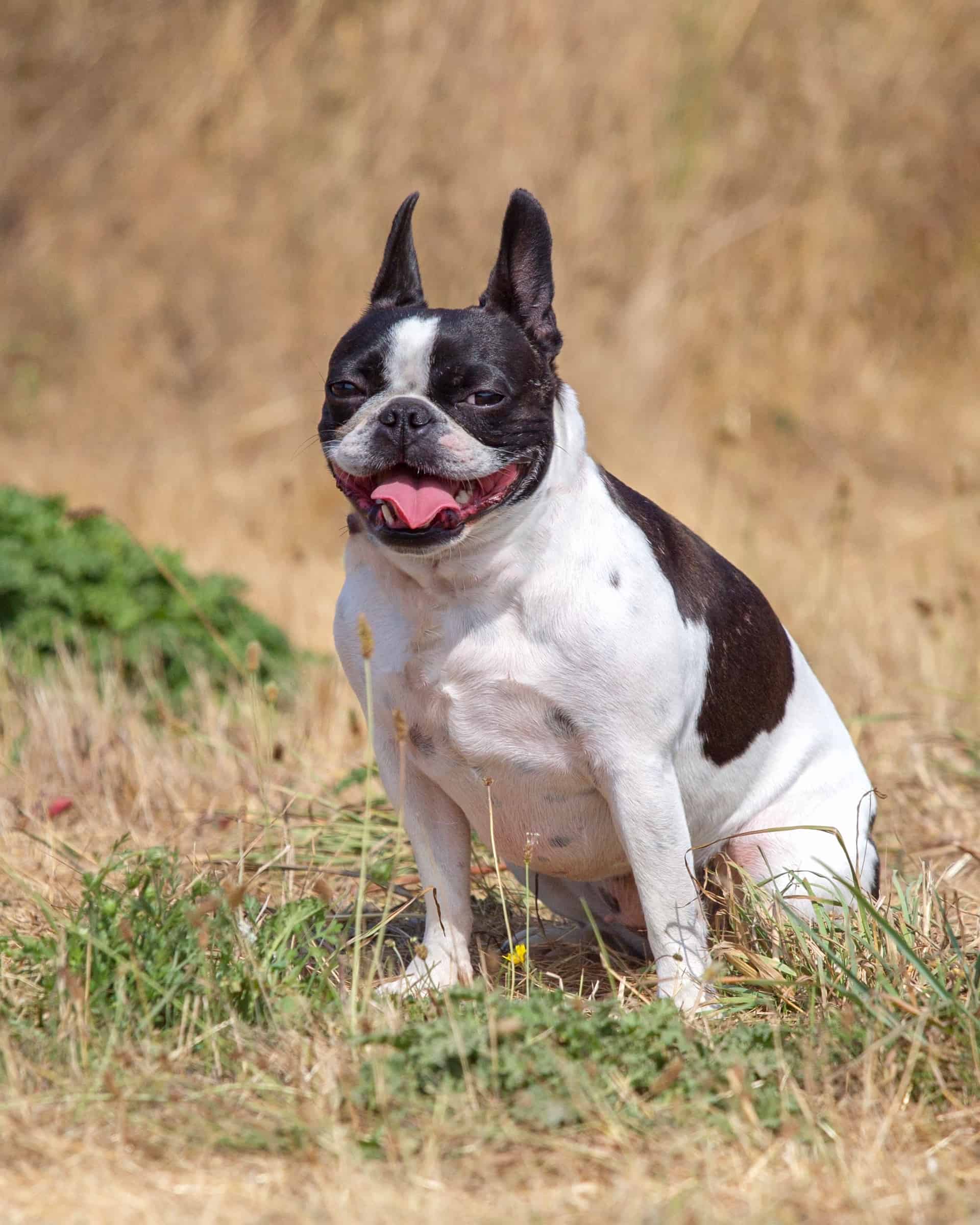 French Bulldog Mixes: 38 Adorable Frenchie Crossbreeds!