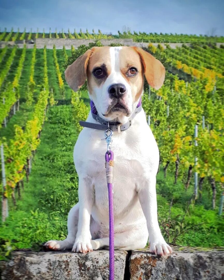 French Bulldog Mixes: 38 Adorable Frenchie Crossbreeds!