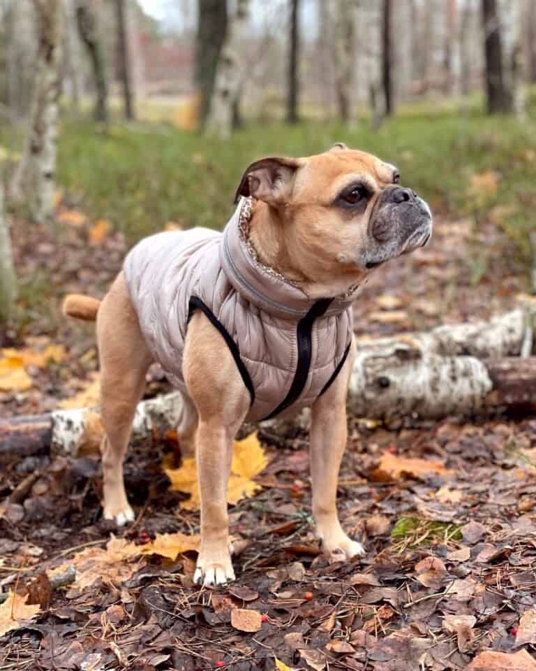 French Bulldog Mixes: 38 Adorable Frenchie Crossbreeds!