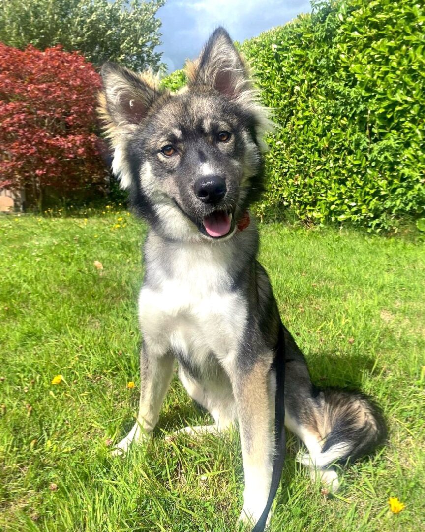 German Shepherd Mixes: 40 Gorgeous GSD Crossbreeds!