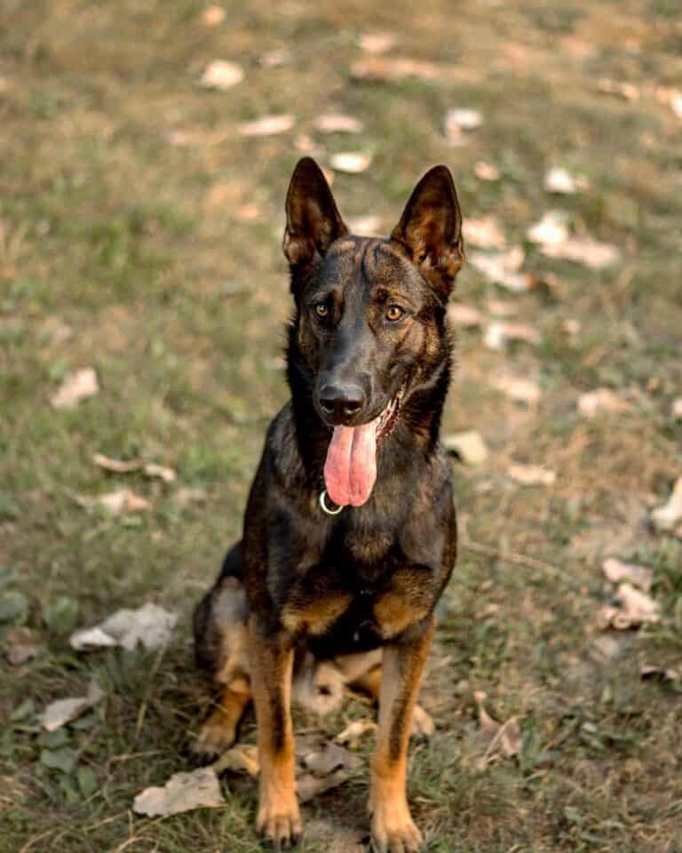 German Shepherd Mixes: 40 Gorgeous GSD Crossbreeds!
