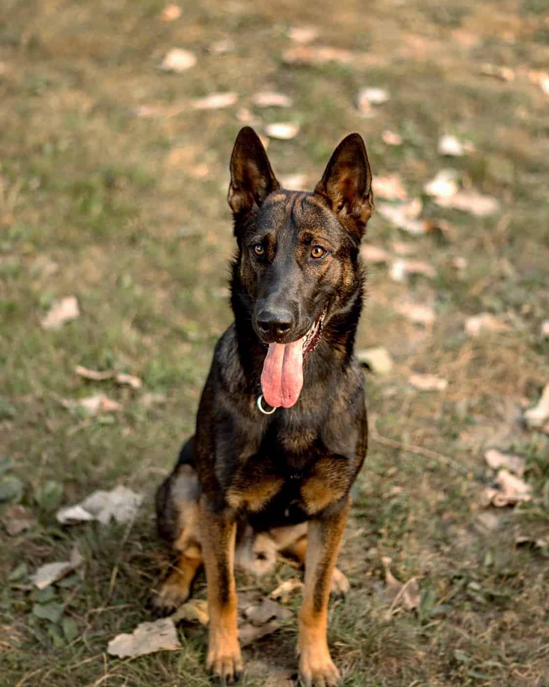 German Shepherd Mixes: 40 Gorgeous GSD Crossbreeds!