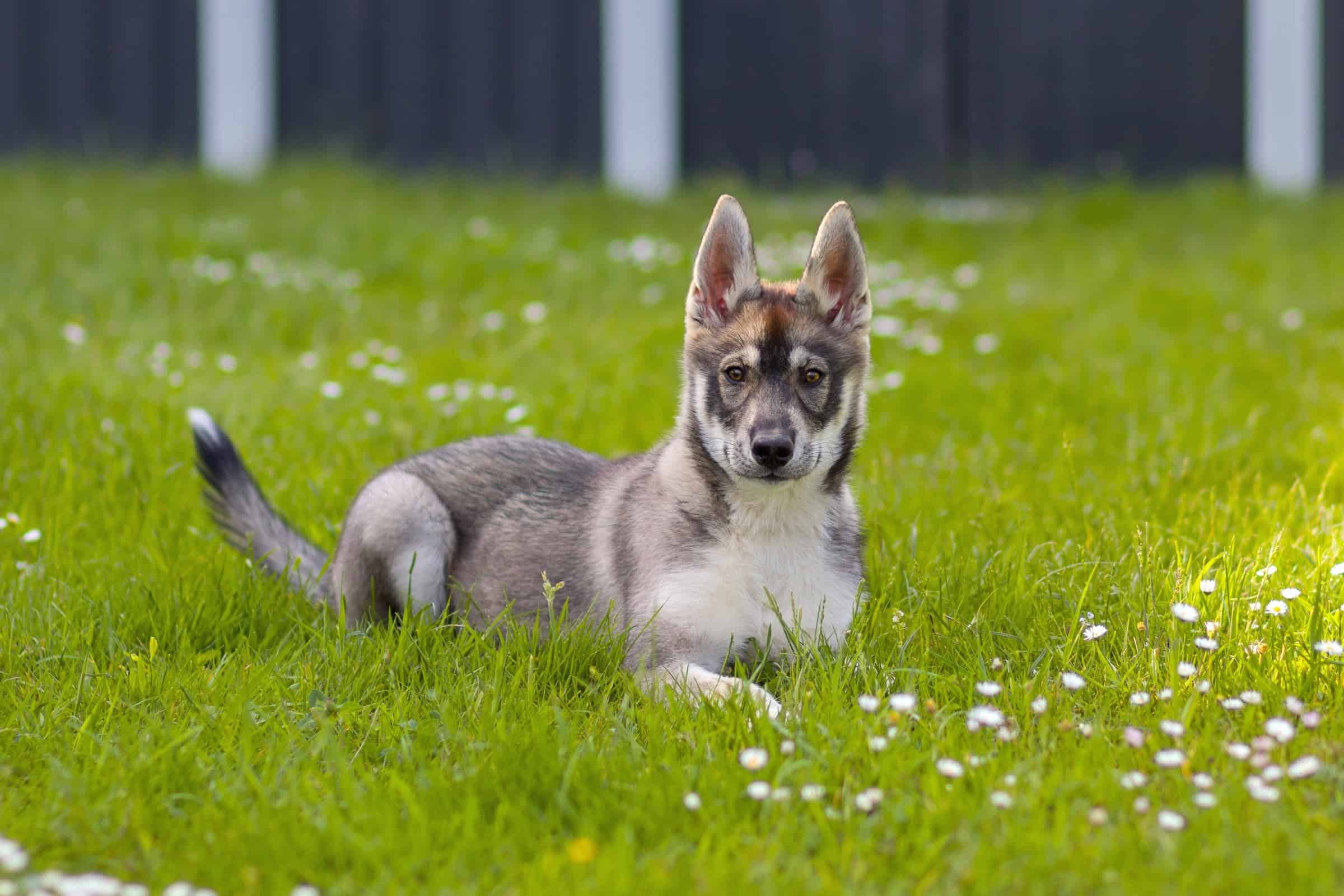 German Shepherd Mixes: 40 Gorgeous GSD Crossbreeds!