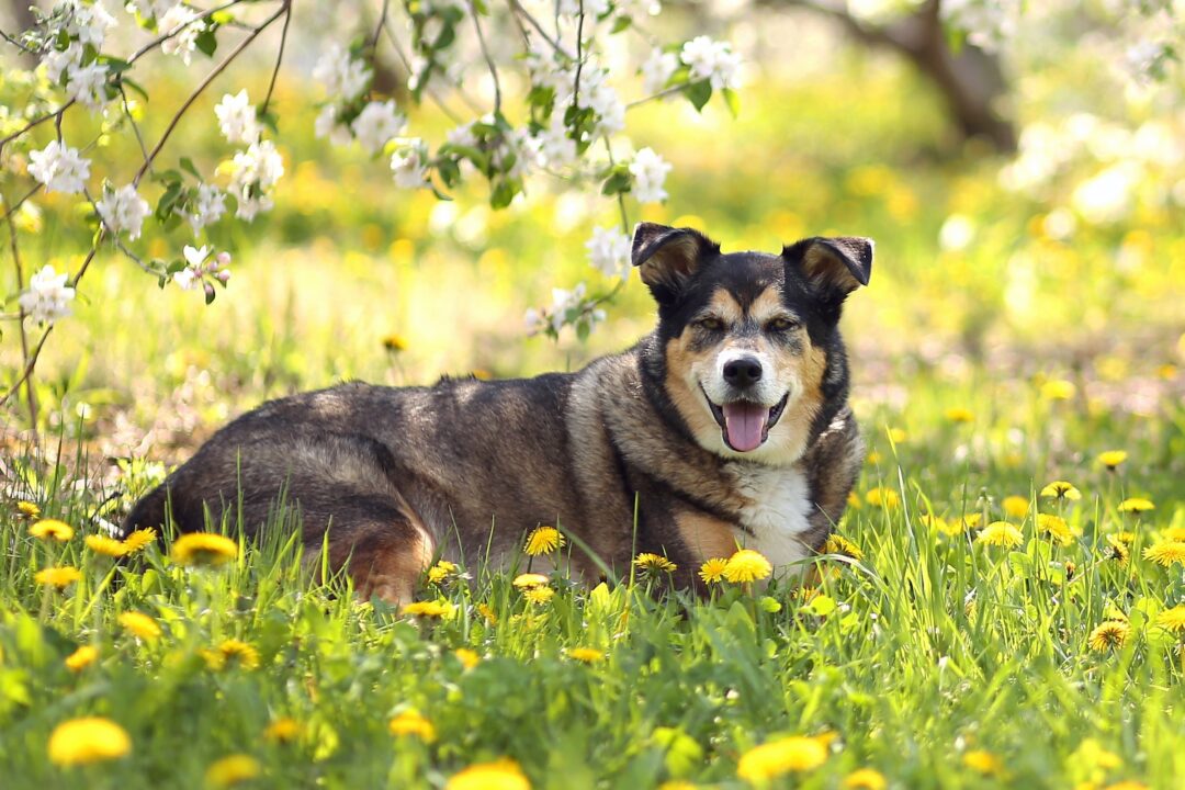 German Shepherd Mixes: 40 Gorgeous GSD Crossbreeds!