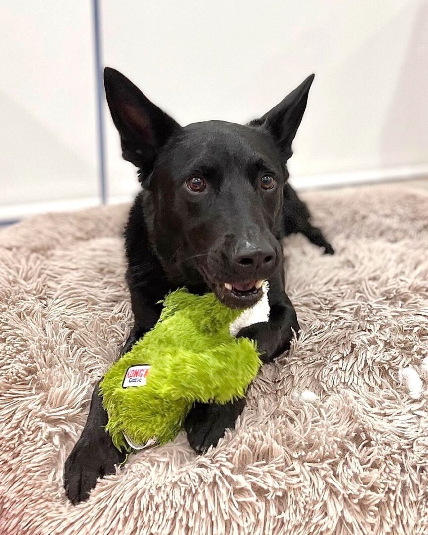 German Shepherd Mixes: 40 Gorgeous GSD Crossbreeds!