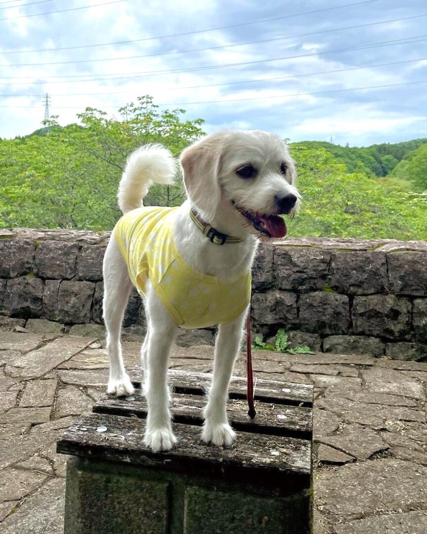 Bichon Frise Mixes: 34 Fluffy Crossbreeds You'll Want to Cuddle