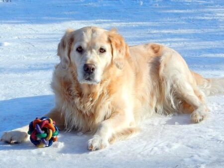 Golden Retriever Mixes: 53 Awesome Crossbreeds You'll Love!