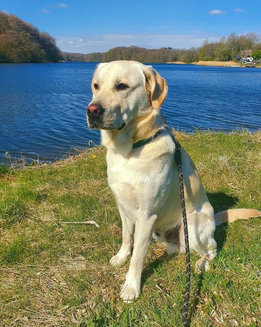 Labrador Retriever Mixes: 57 Lab Crossbreeds (With Pictures!)